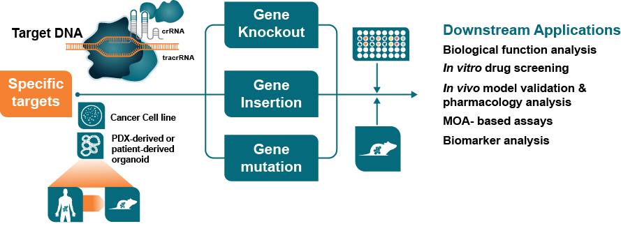 CRISPR/Cas9 Gene Editing Services | Precision & Efficiency | Crown Bioscience